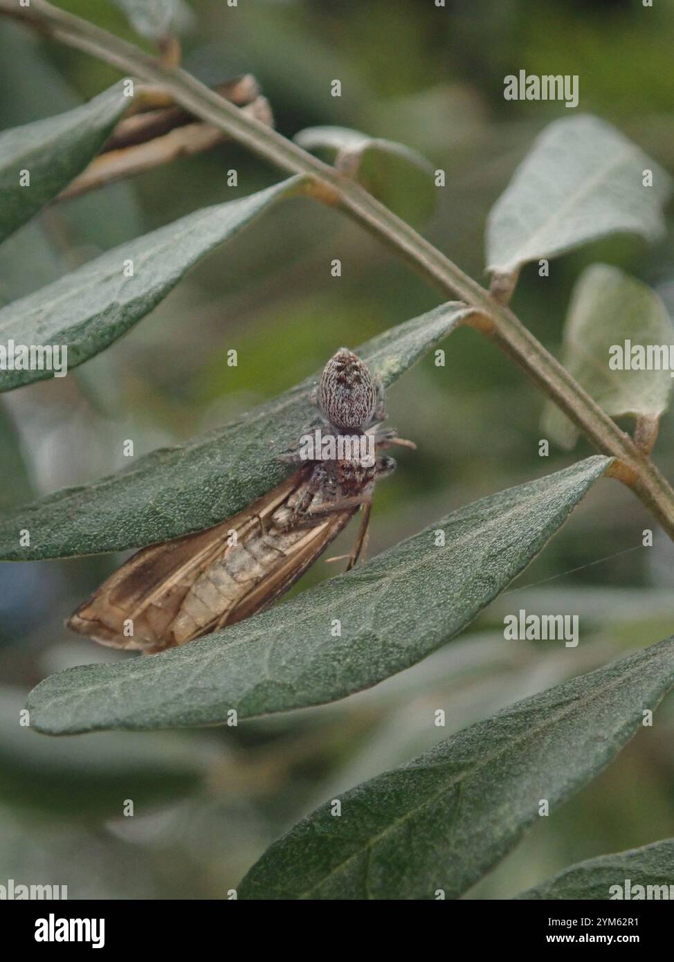 Cyclops Jumping Spider (Opisthoncus polyphemus Stock Photo - Alamy