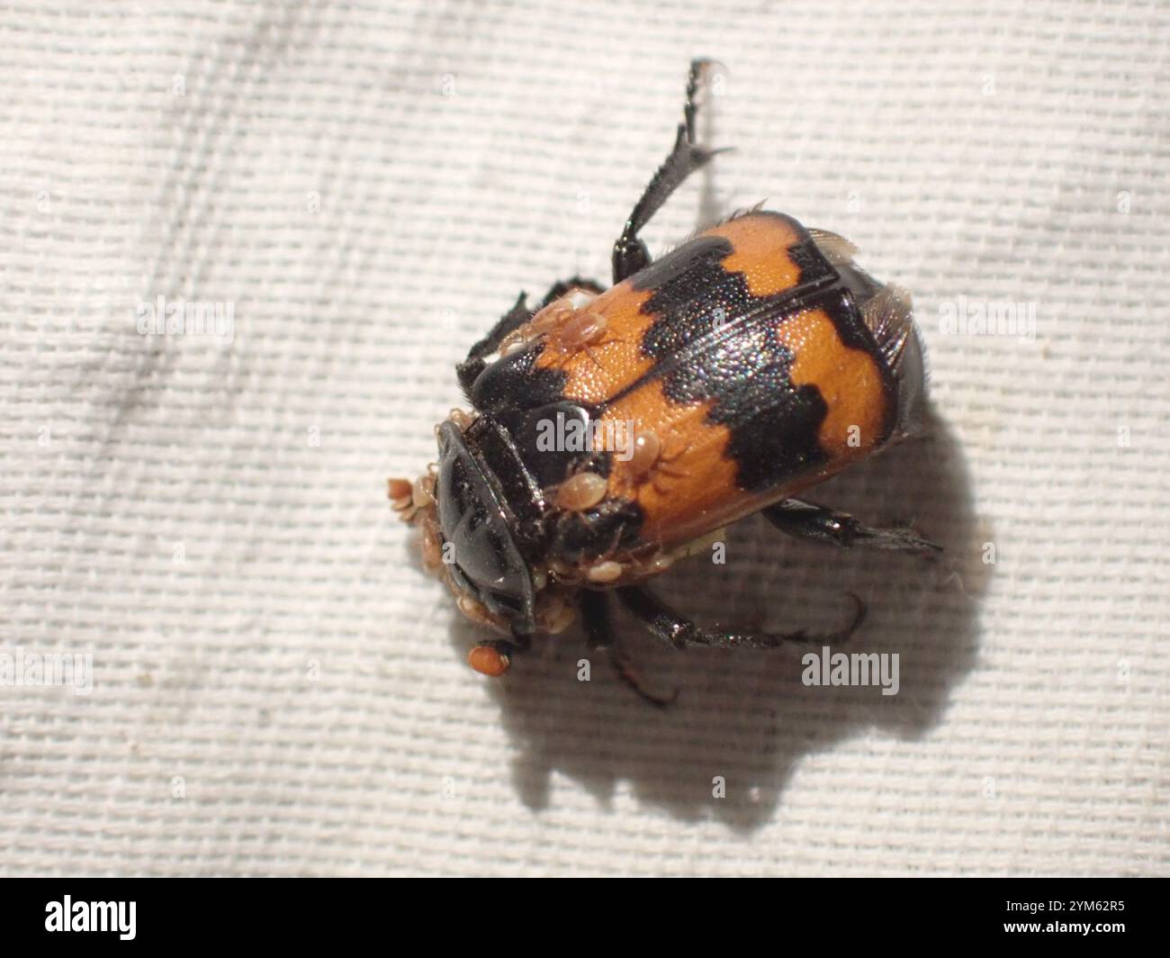 Carrion Beetle Mites (Poecilochirus Stock Photo - Alamy