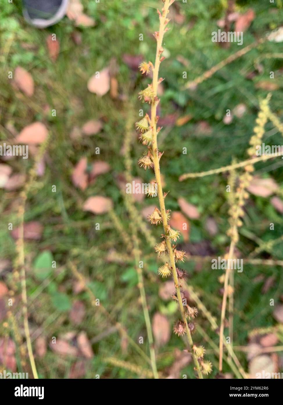 swamp agrimony (Agrimonia parviflora Stock Photo - Alamy