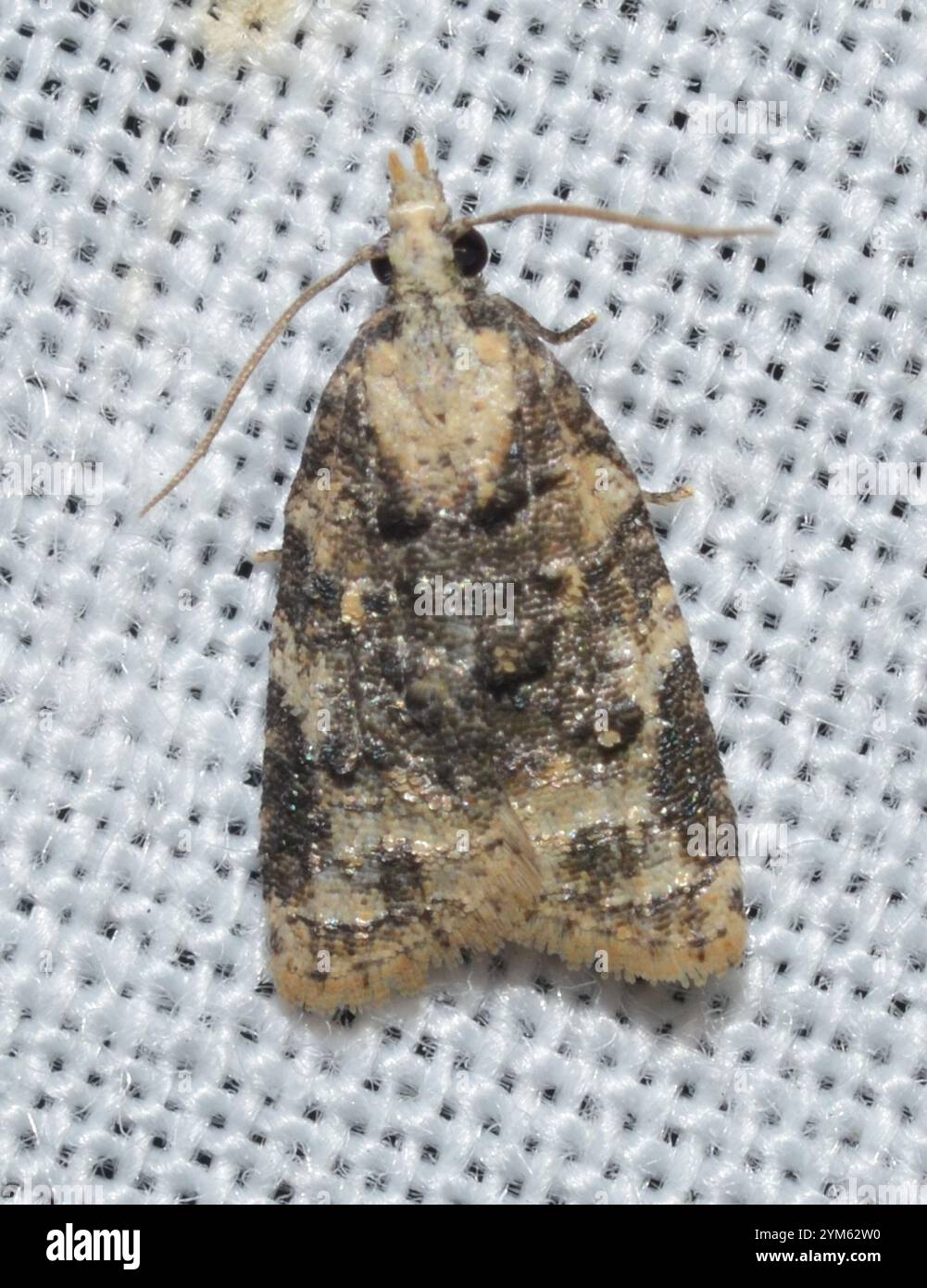 Exasperating Platynota Moth (Platynota exasperatana Stock Photo - Alamy