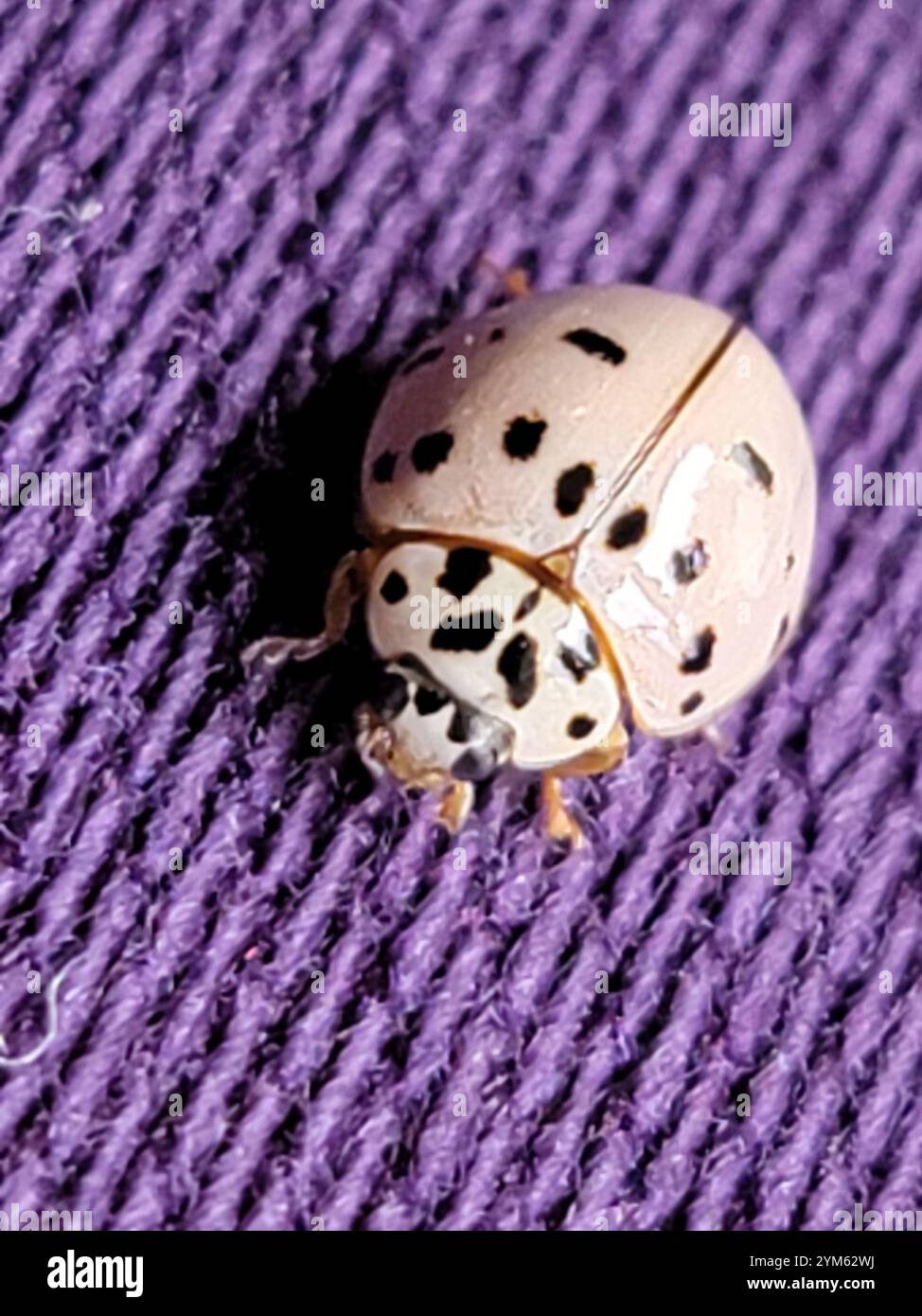 Ashy gray lady beetle hi-res stock photography and images - Alamy