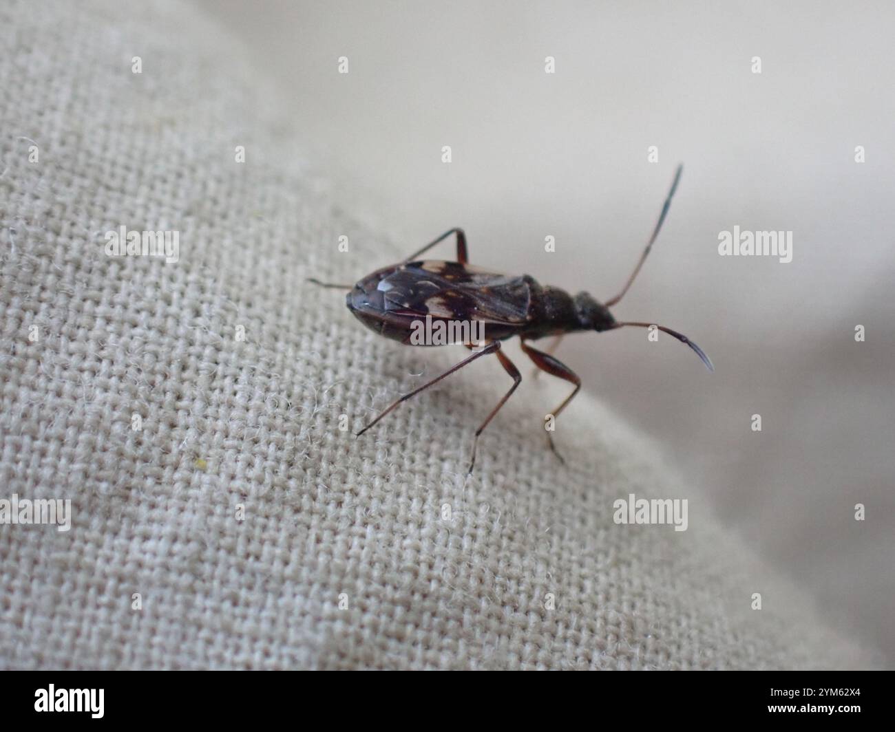 Dirt-colored Seed Bugs (Rhyparochromidae Stock Photo - Alamy