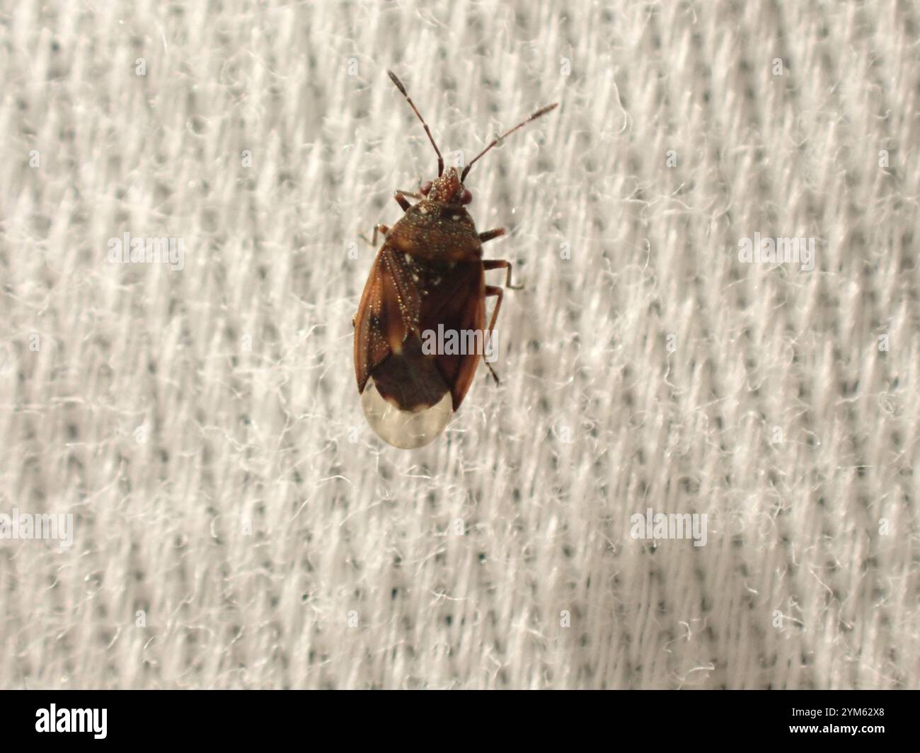 True Bugs (Heteroptera Stock Photo - Alamy