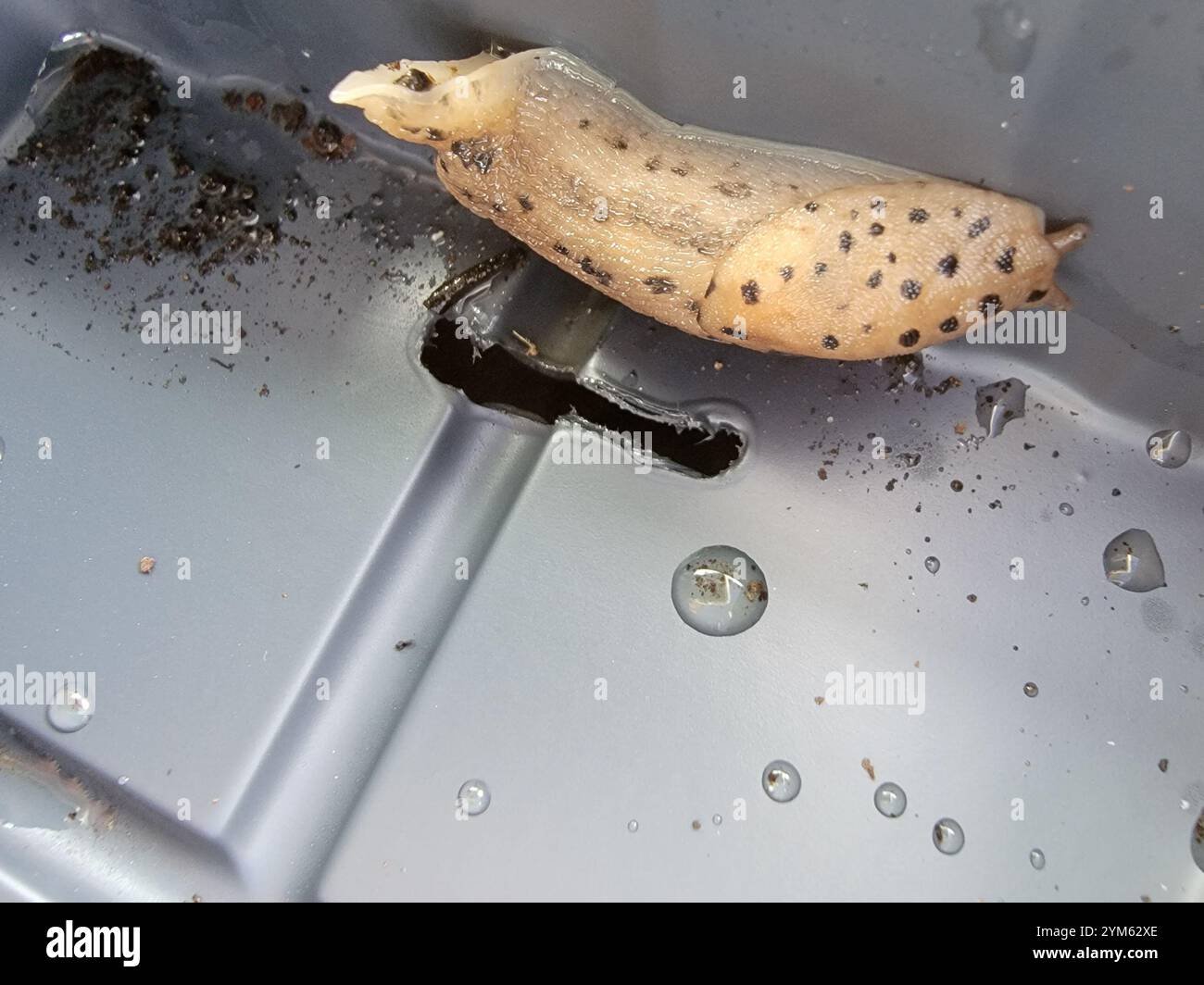 Leopard Slug (Limax maximus Stock Photo - Alamy