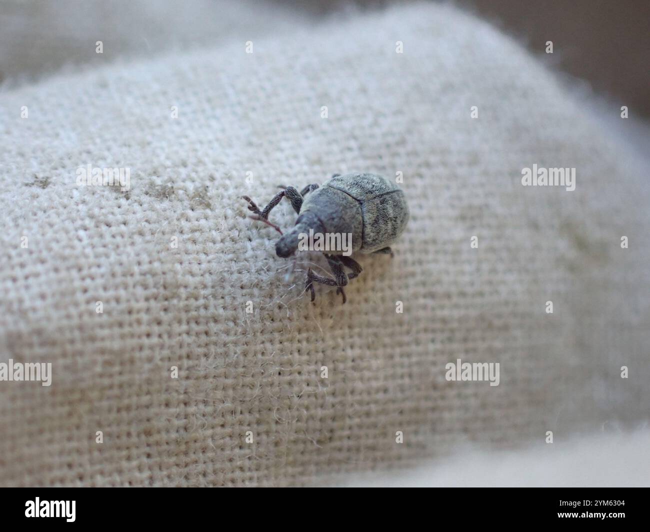 Lesser knapweed flower weevil hi-res stock photography and images - Alamy