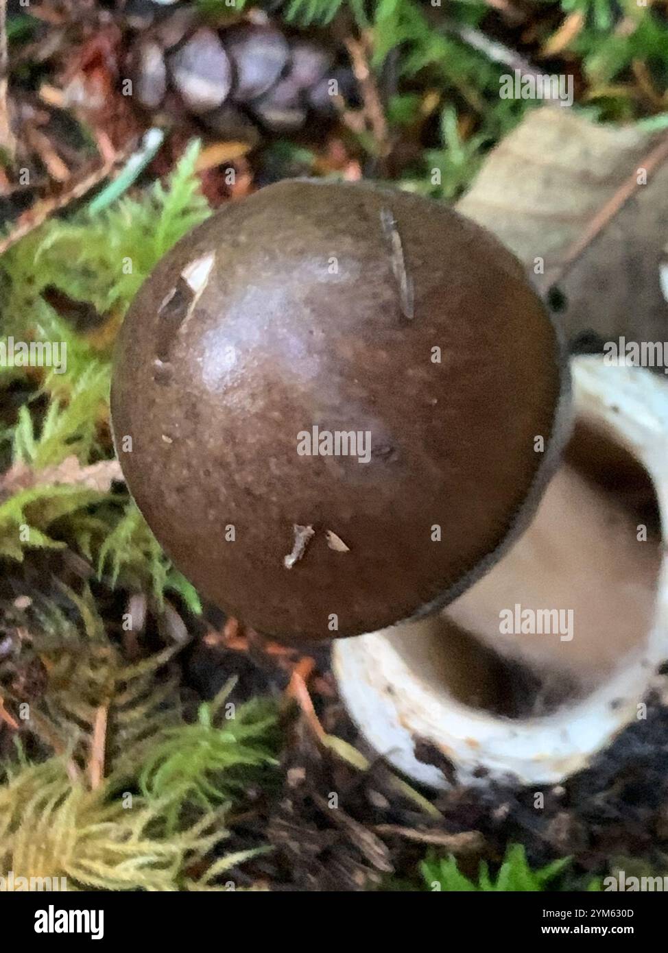 Western Grisette (Amanita pachycolea Stock Photo - Alamy