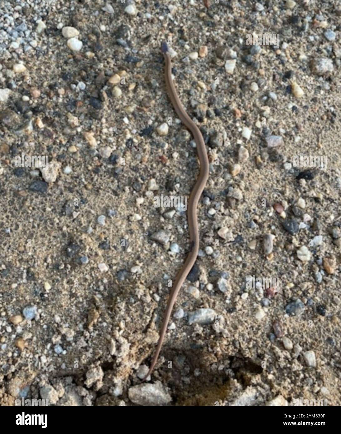 Northern Redbelly Snake (Storeria occipitomaculata occipitomaculata ...