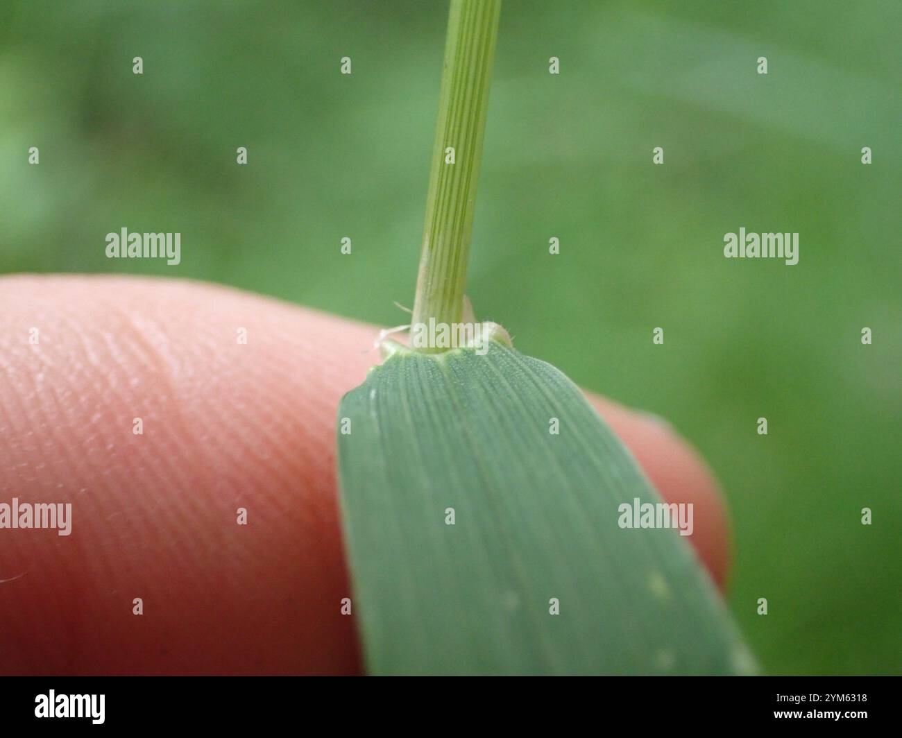 drooping woodreed (Cinna latifolia Stock Photo - Alamy