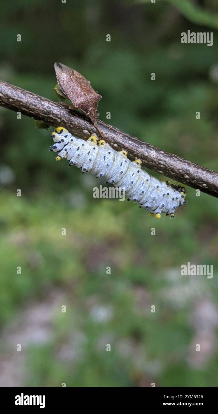 Promethea Silkmoth (Callosamia promethea Stock Photo - Alamy