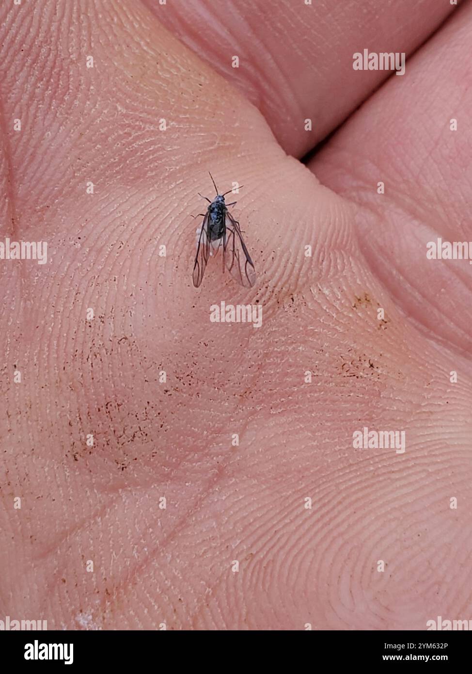 Woolly Aphids (Prociphilus Stock Photo - Alamy