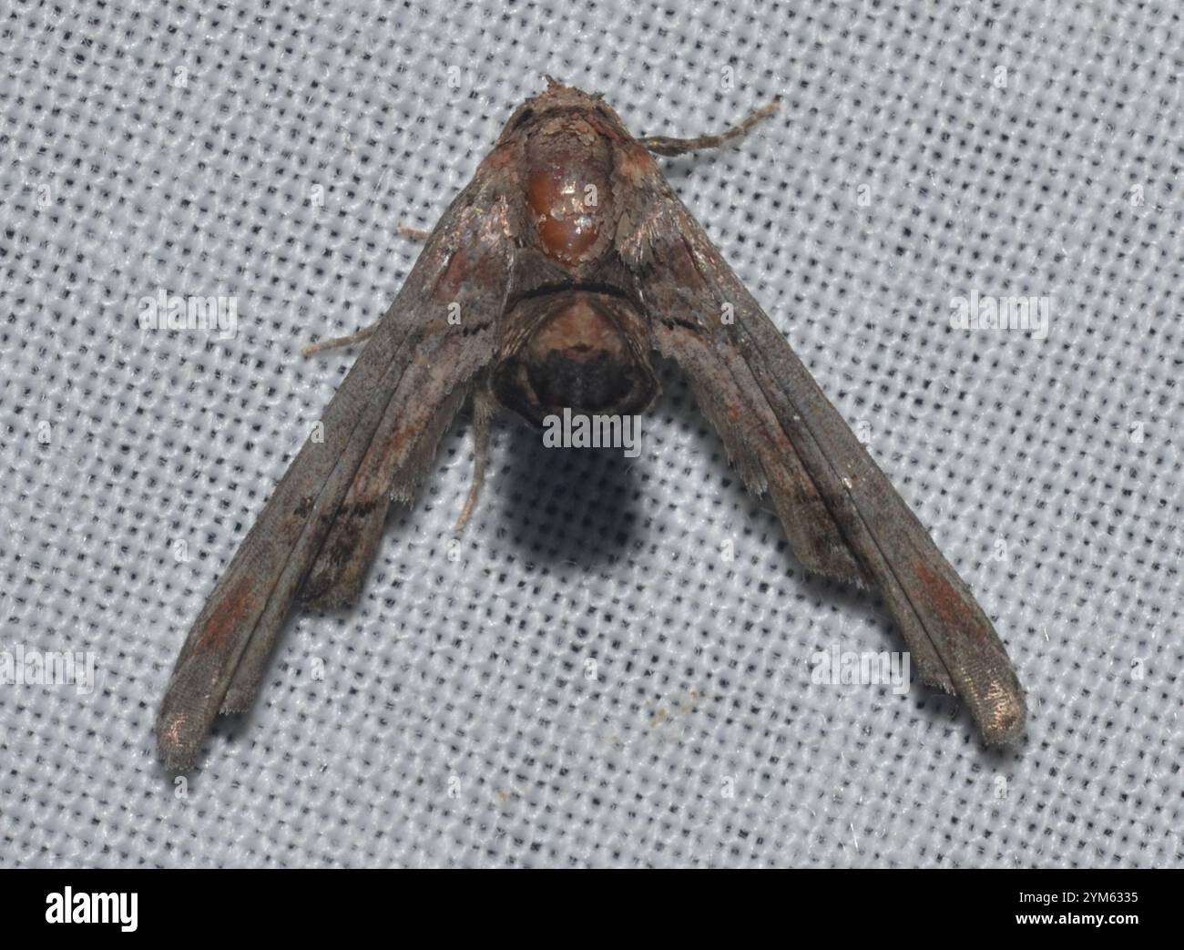 Dark Marathyssa Moth (Marathyssa inficita Stock Photo - Alamy