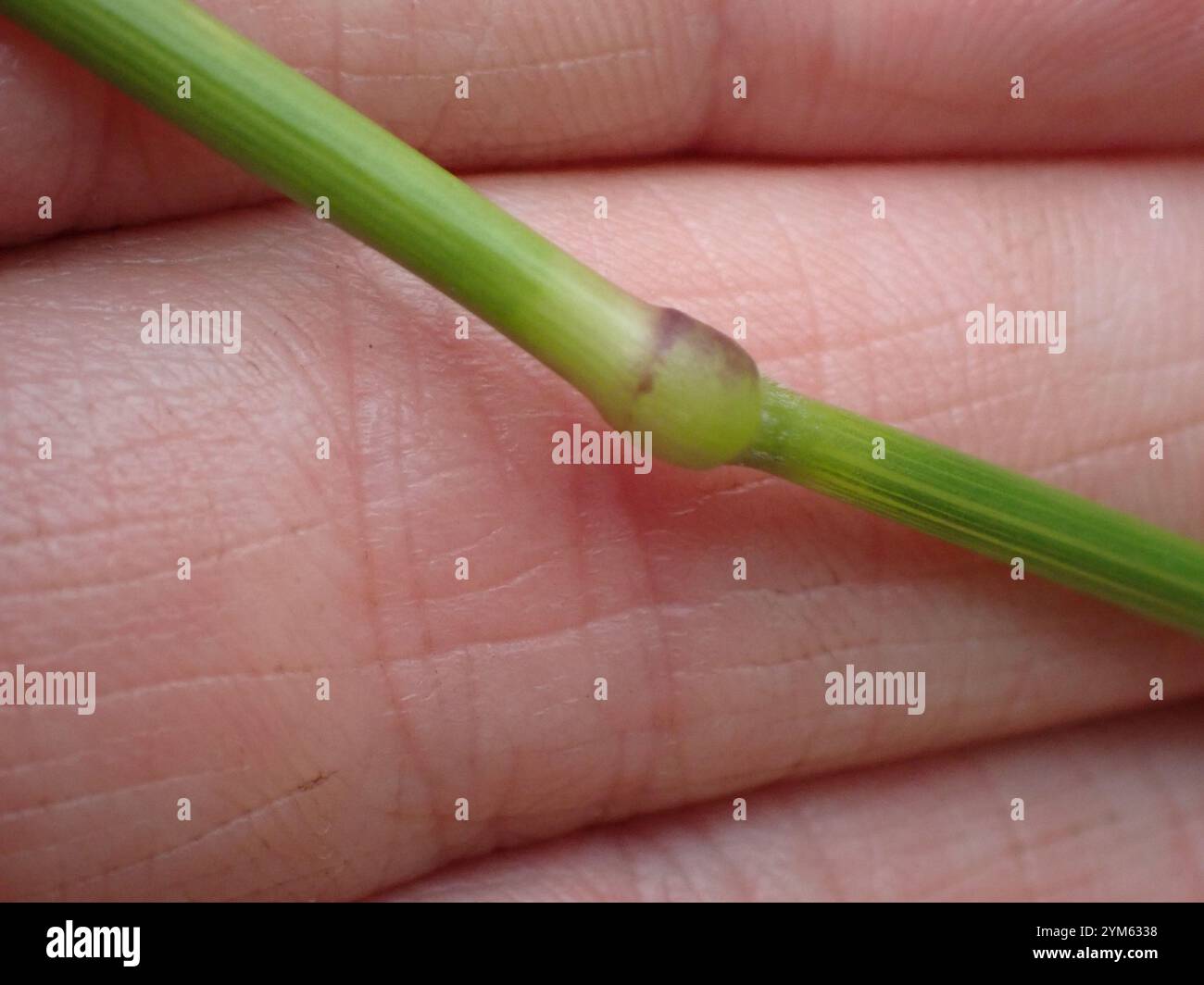 Northwestern Wildrye (Leymus innovatus Stock Photo - Alamy