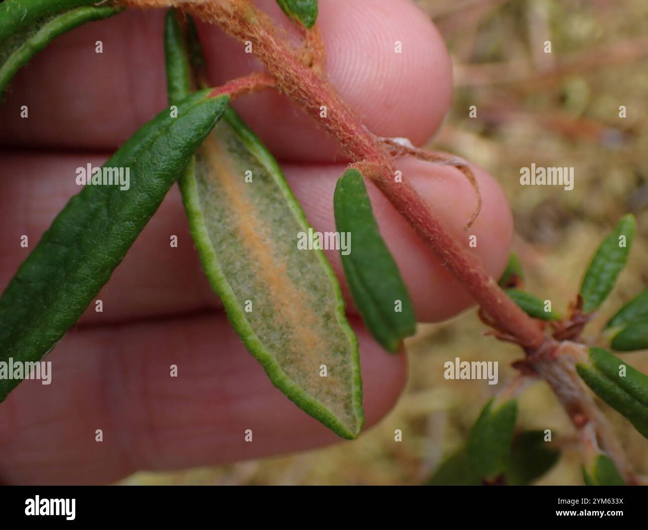 Bog Labrador Tea (Rhododendron groenlandicum Stock Photo - Alamy