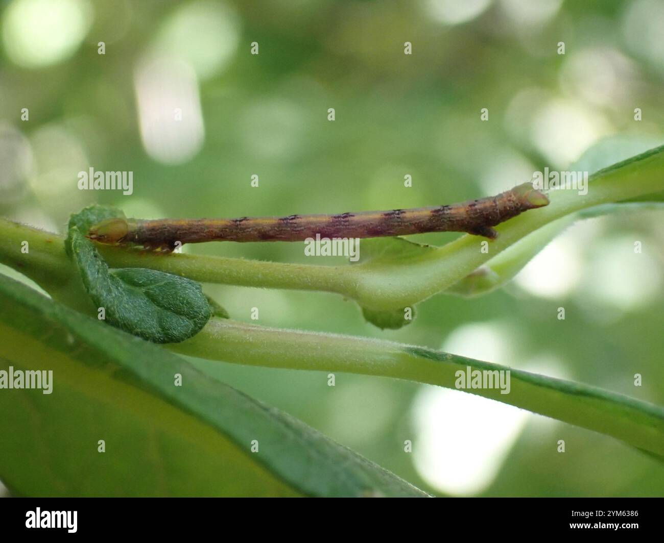 Geometer Moths (Geometridae Stock Photo - Alamy