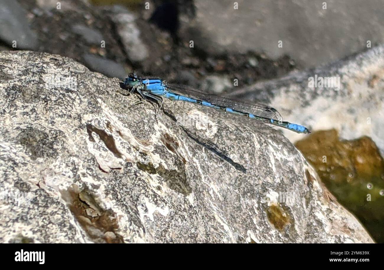 River Bluet (Enallagma anna Stock Photo - Alamy