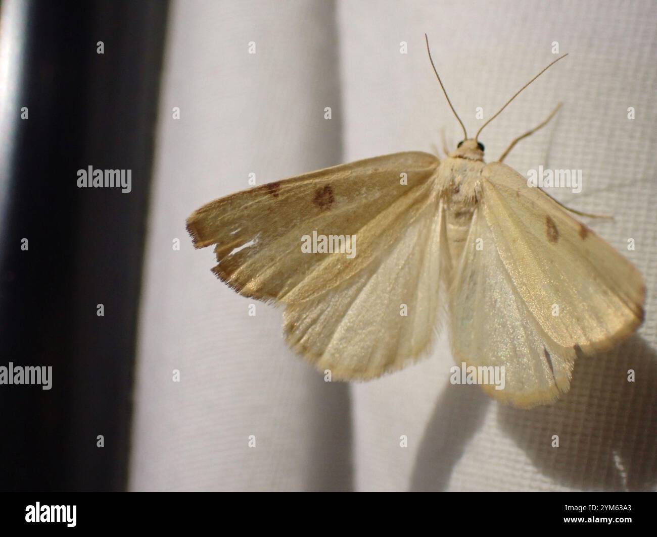 Sulphur Moth (Hesperumia sulphuraria Stock Photo - Alamy