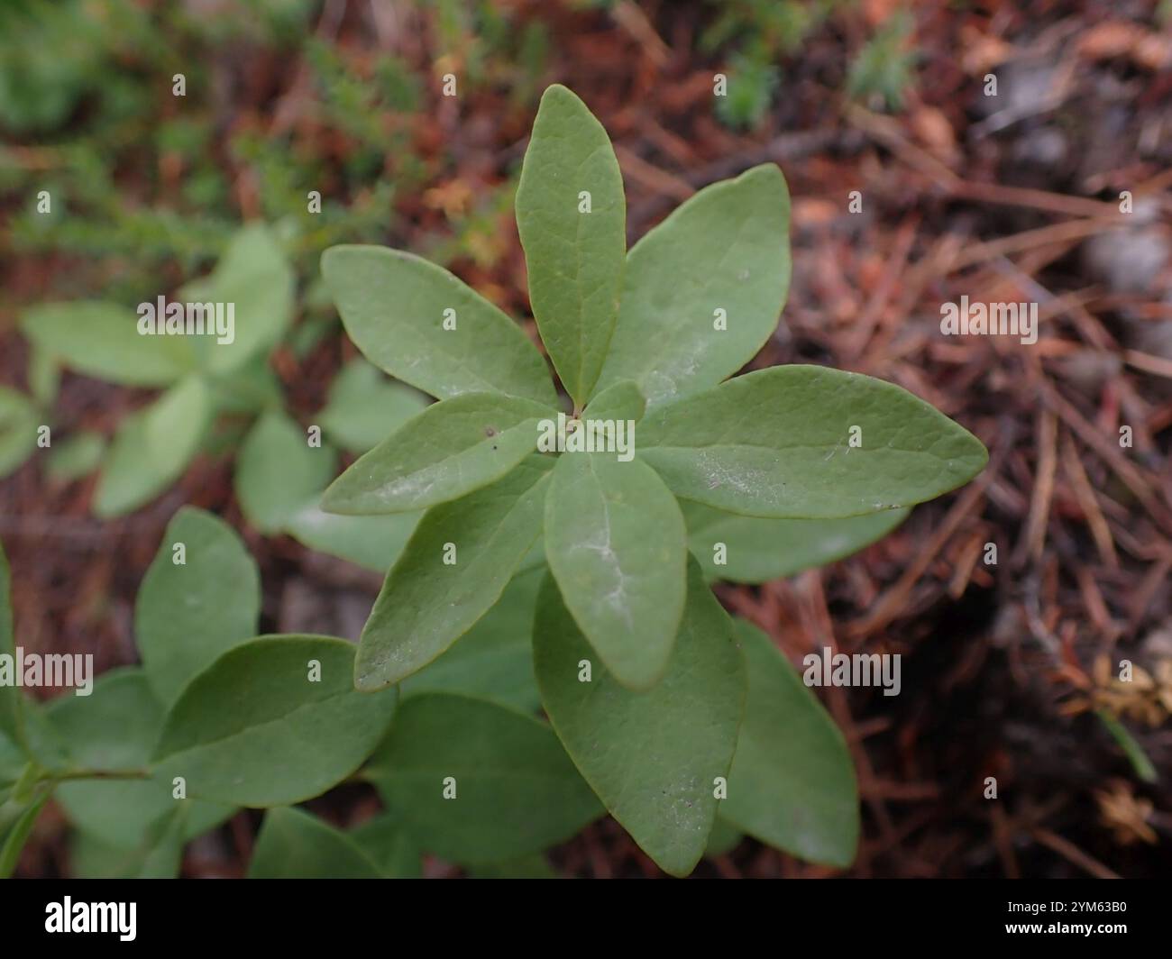Northern Comandra (Geocaulon lividum Stock Photo - Alamy