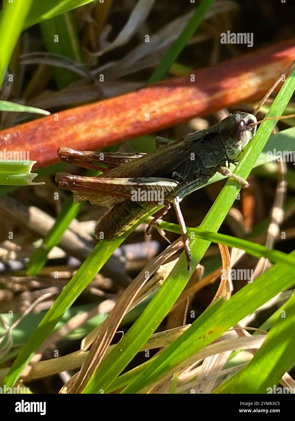Rufous Grasshopper (Gomphocerippus rufus Stock Photo - Alamy