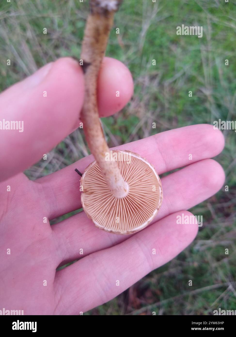 sticky scalycap (Pholiota gummosa Stock Photo - Alamy