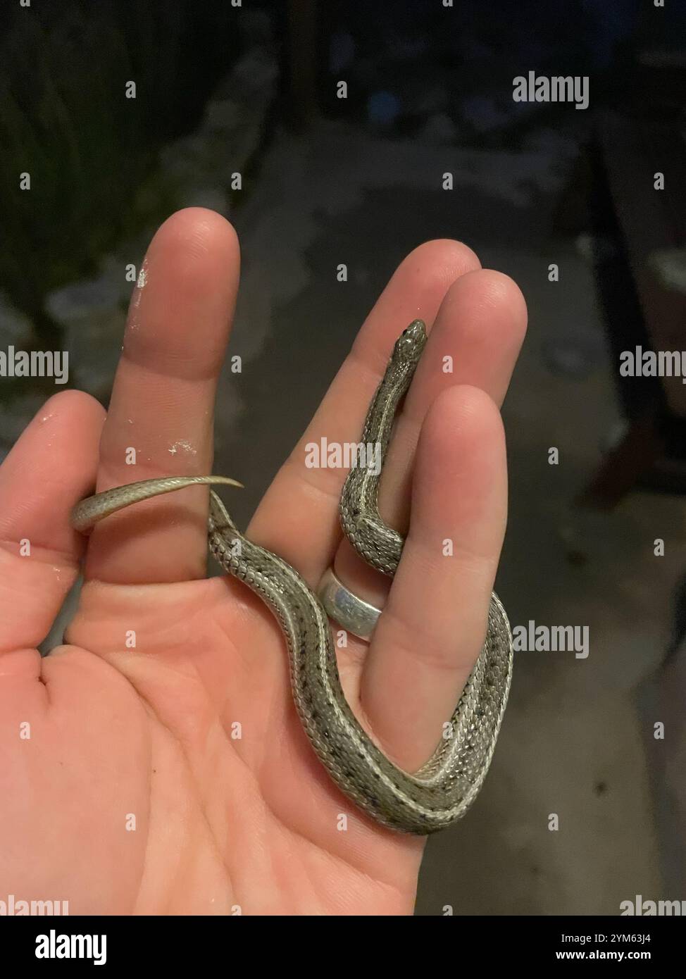 Lined Snake (Tropidoclonion lineatum Stock Photo - Alamy