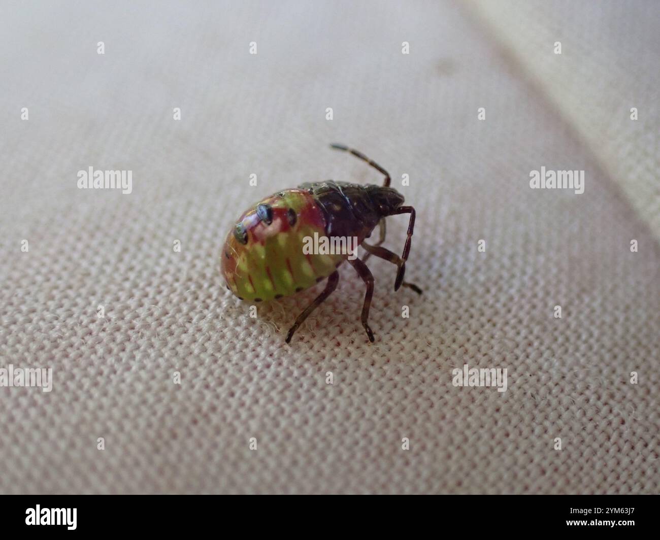 Red cross shield bug hi-res stock photography and images - Alamy