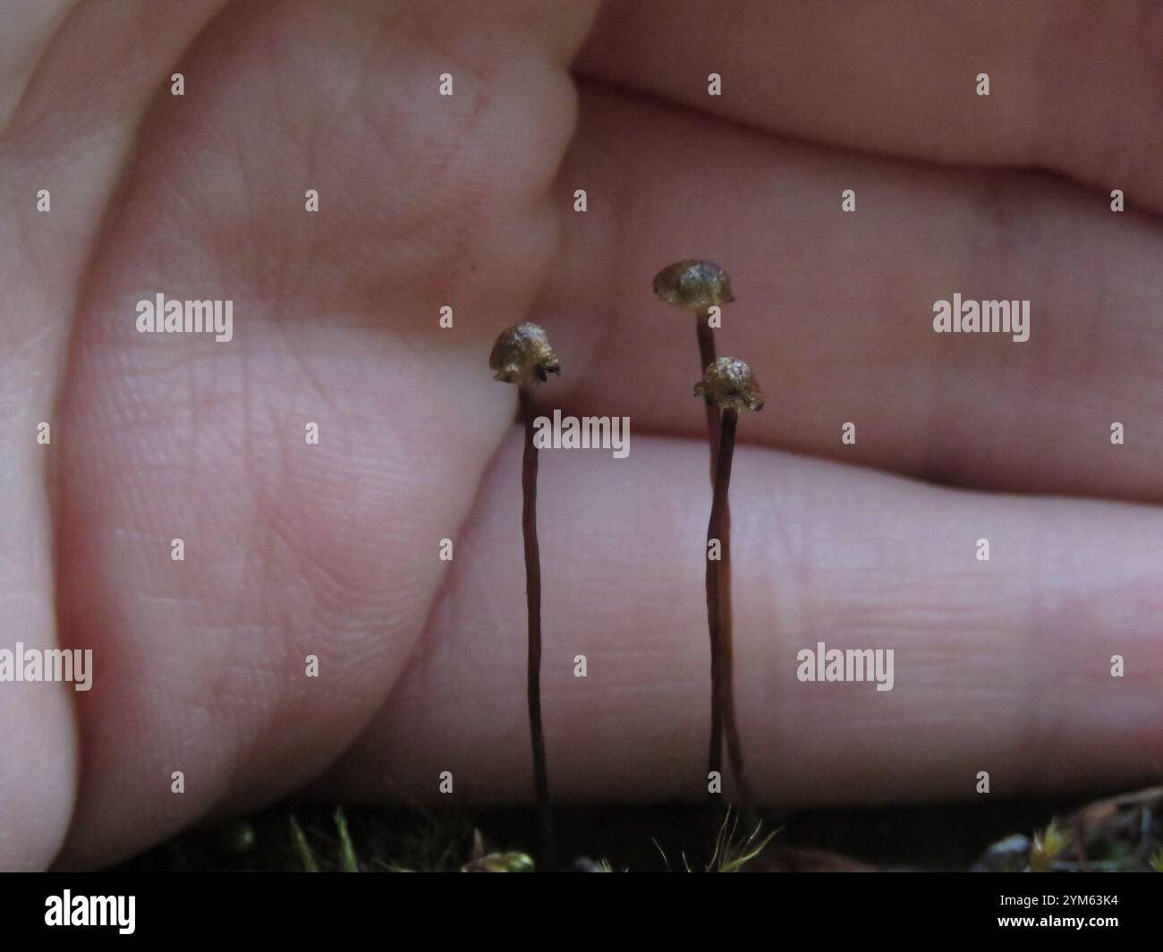 Narrow Mushroom-headed Liverwort (Marchantia quadrata Stock Photo - Alamy