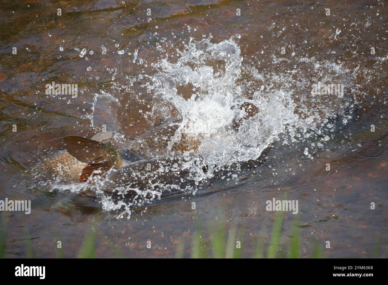 Wild koi carp fish fin splashing in river while spawning Stock Photo ...