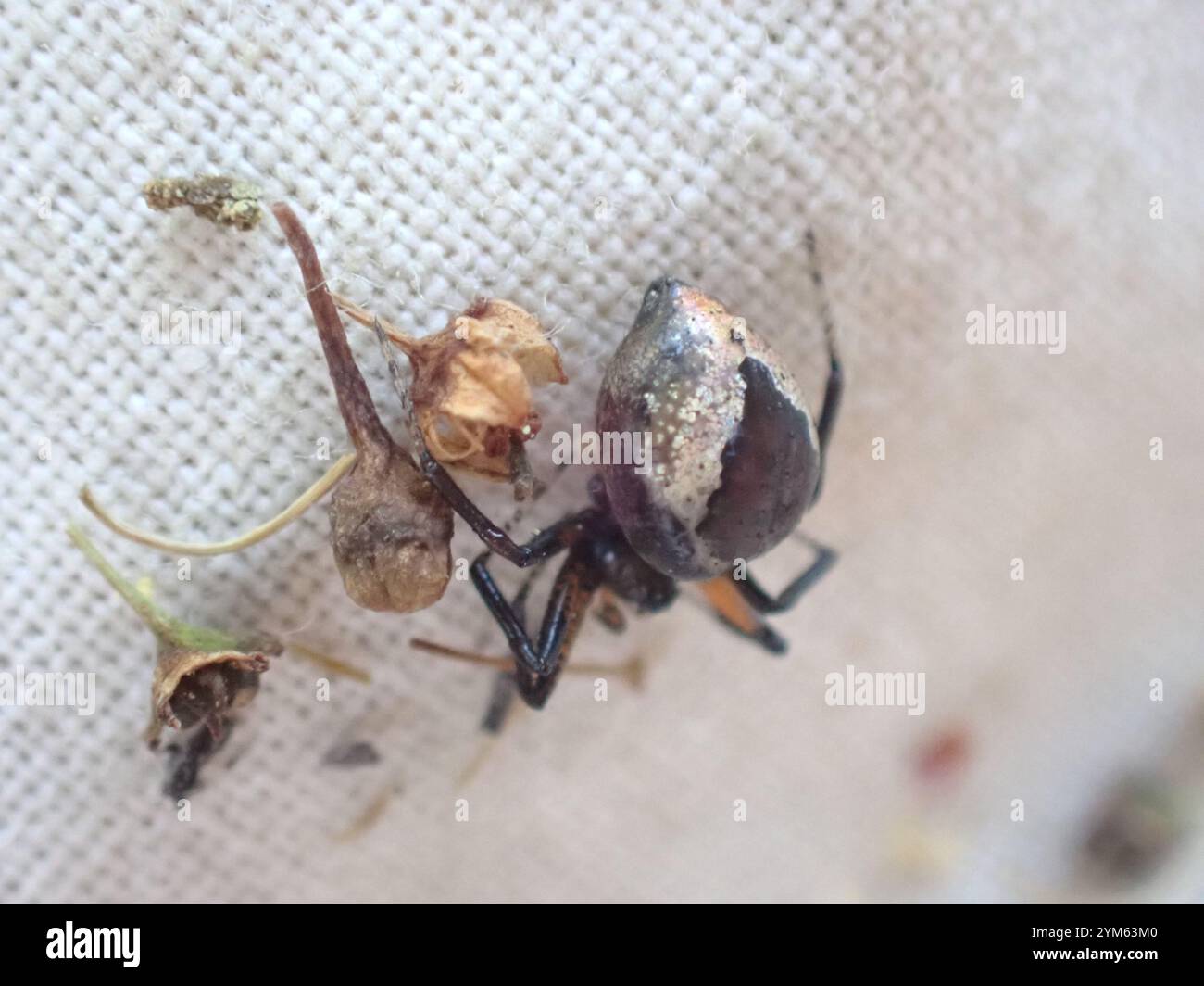 Ant-eating Spiders (Euryopis Stock Photo - Alamy