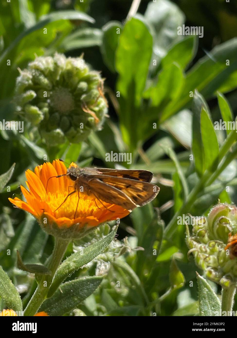 Northern Fiery Skipper (Hylephila phyleus phyleus Stock Photo - Alamy