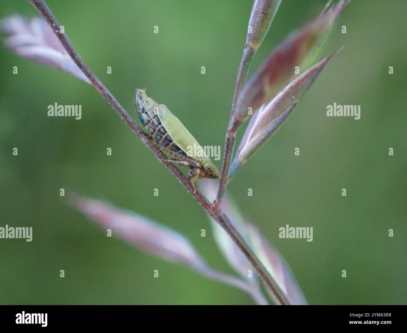 Typical Leafhoppers (Cicadellidae Stock Photo - Alamy