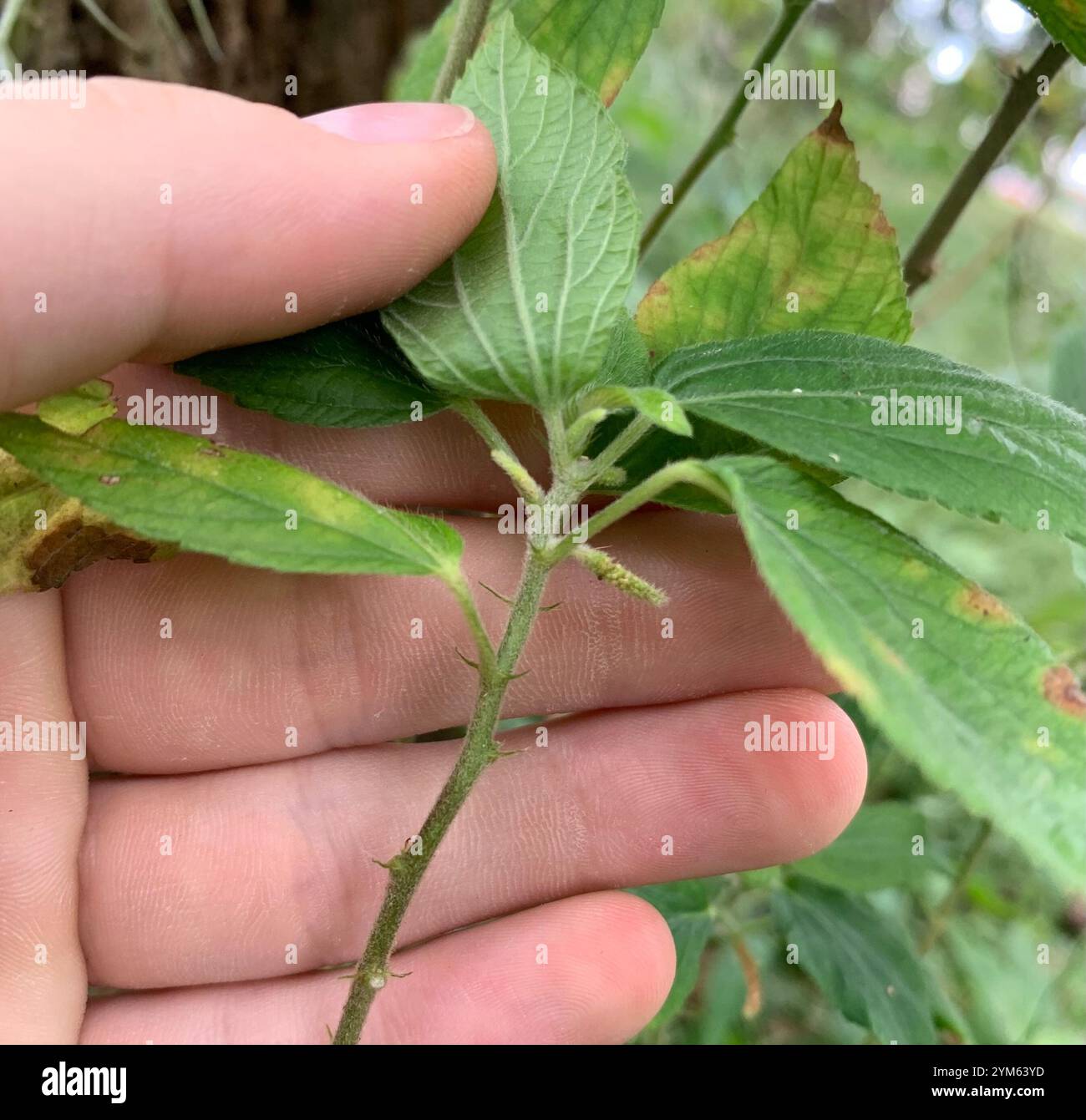 Field Copperleaf (Acalypha arvensis Stock Photo - Alamy
