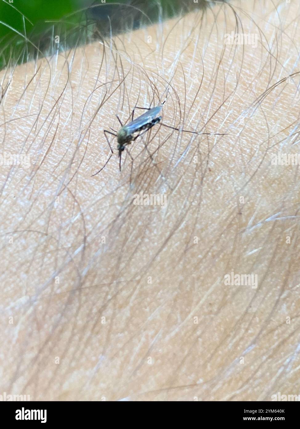 Asian Bush Mosquito (Aedes japonicus Stock Photo - Alamy