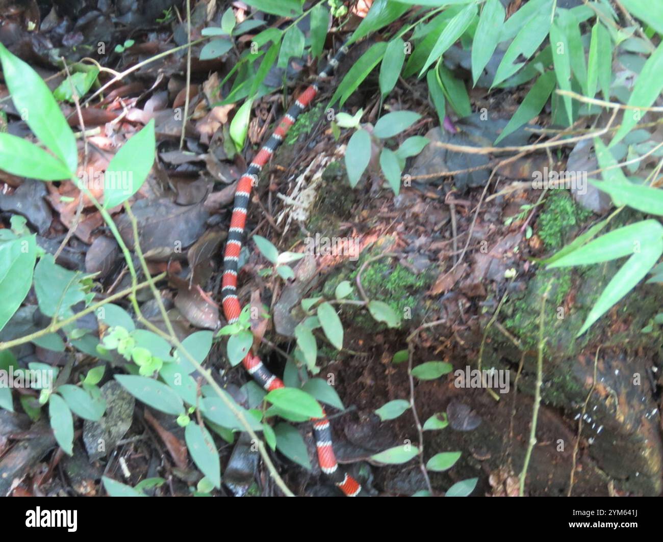 Micrurus corallinus hi-res stock photography and images - Alamy
