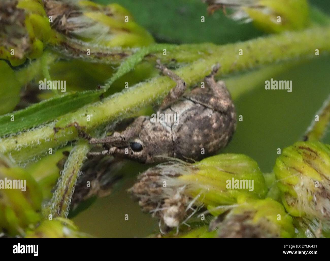 Two-banded Japanese Weevil (Pseudocneorhinus bifasciatus Stock Photo ...