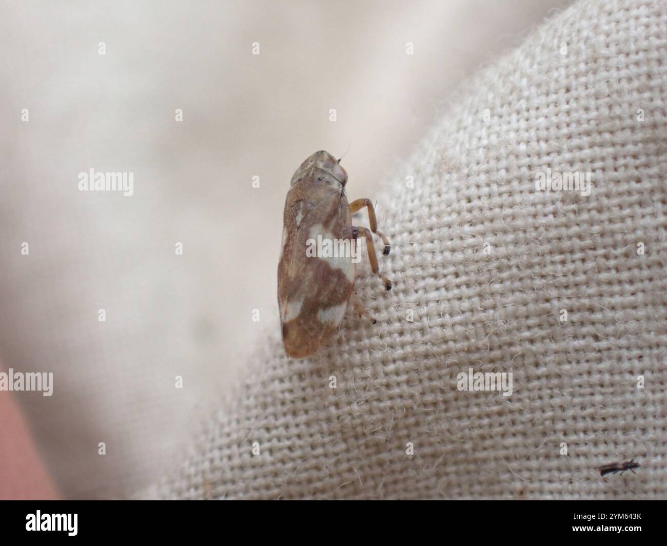 Meadow Spittlebug (Philaenus spumarius Stock Photo - Alamy