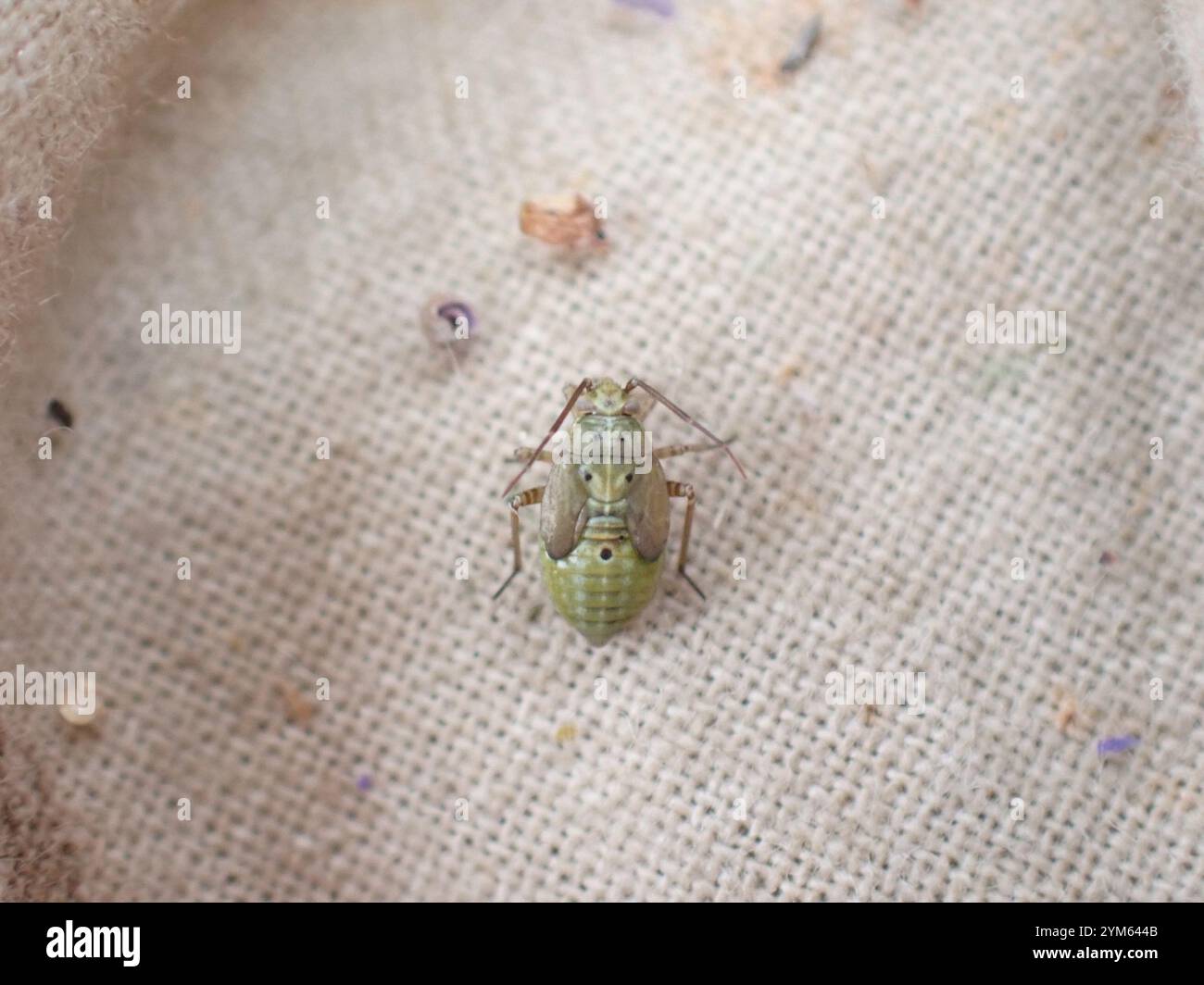 True Bugs (Heteroptera Stock Photo - Alamy