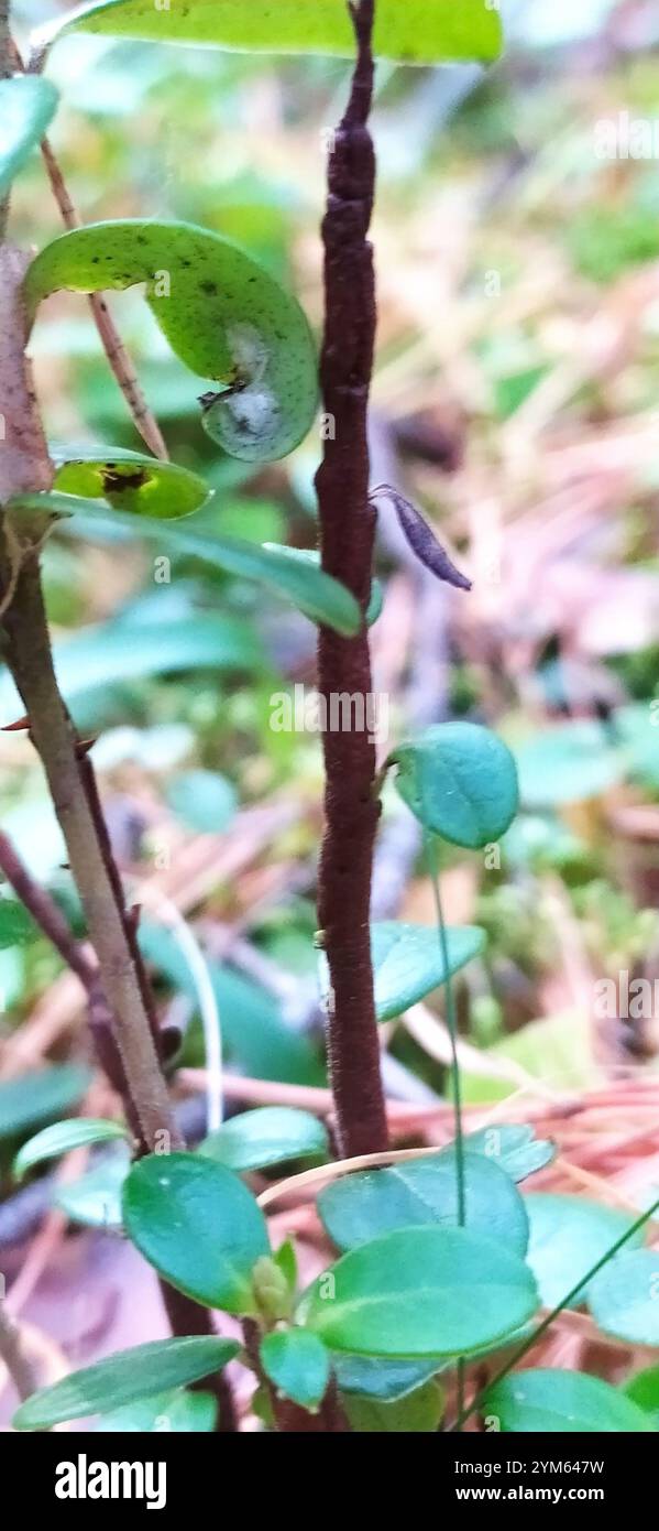 Huckleberry Broom Rust Fungus (Calyptospora columnaris Stock Photo - Alamy