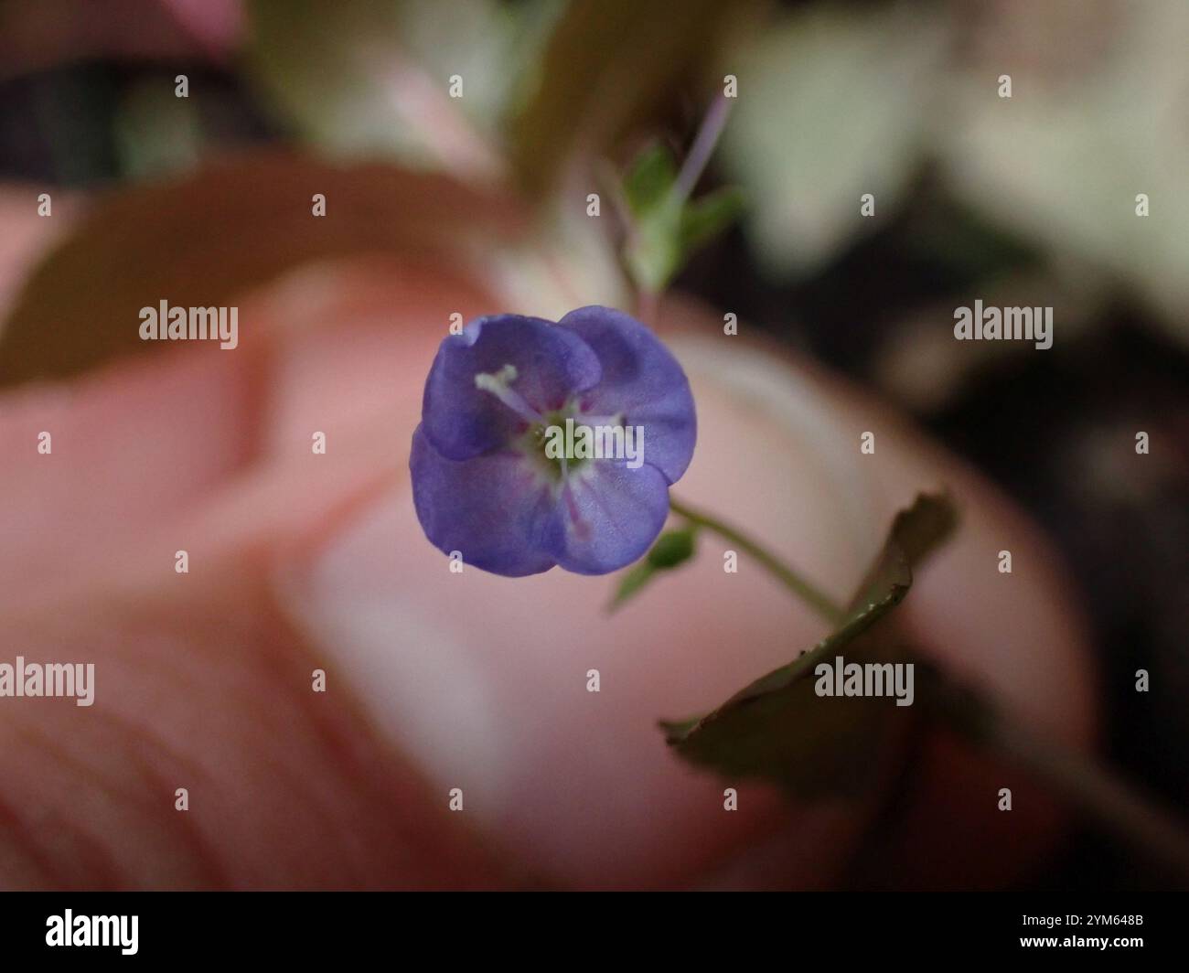 American brooklime hi-res stock photography and images - Alamy