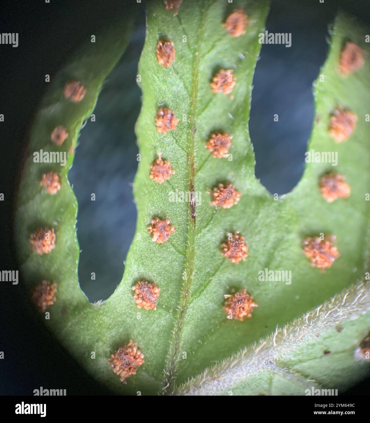 Soft Fern (Christella dentata Stock Photo - Alamy