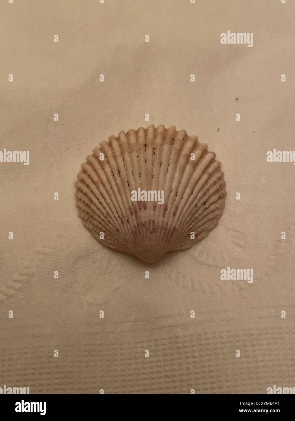 Florida Prickly Cockle (Trachycardium egmontianum Stock Photo - Alamy