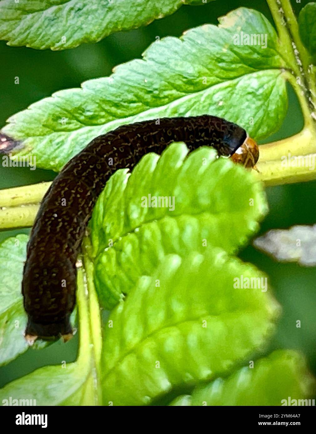 Florida fern moth hi-res stock photography and images - Alamy