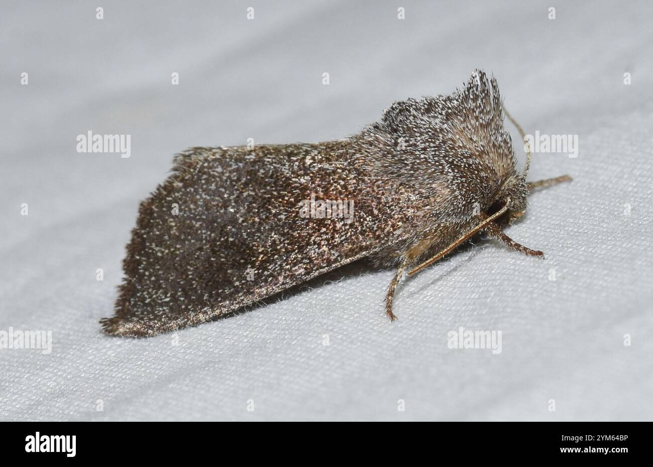 Sunflower Borer Moth (Papaipema necopina Stock Photo - Alamy