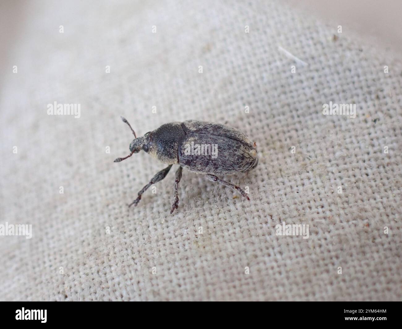 Lesser Knapweed Flower Weevil (Larinus minutus Stock Photo - Alamy