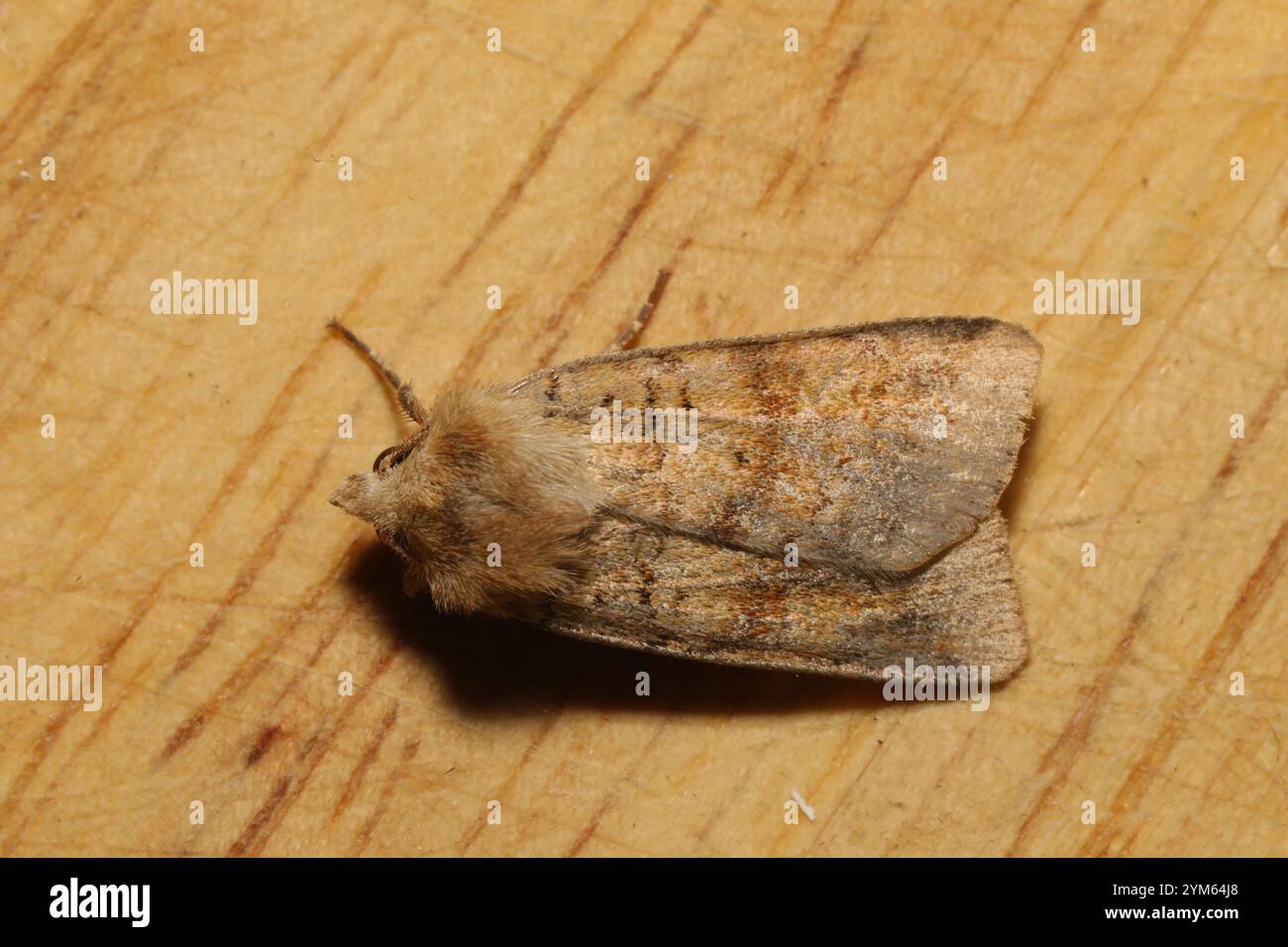 Diarsia mendica diarsia mendica hi-res stock photography and images - Alamy