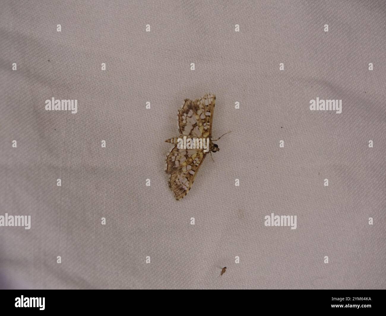 Stained-glass Moth (Samea castellalis Stock Photo - Alamy