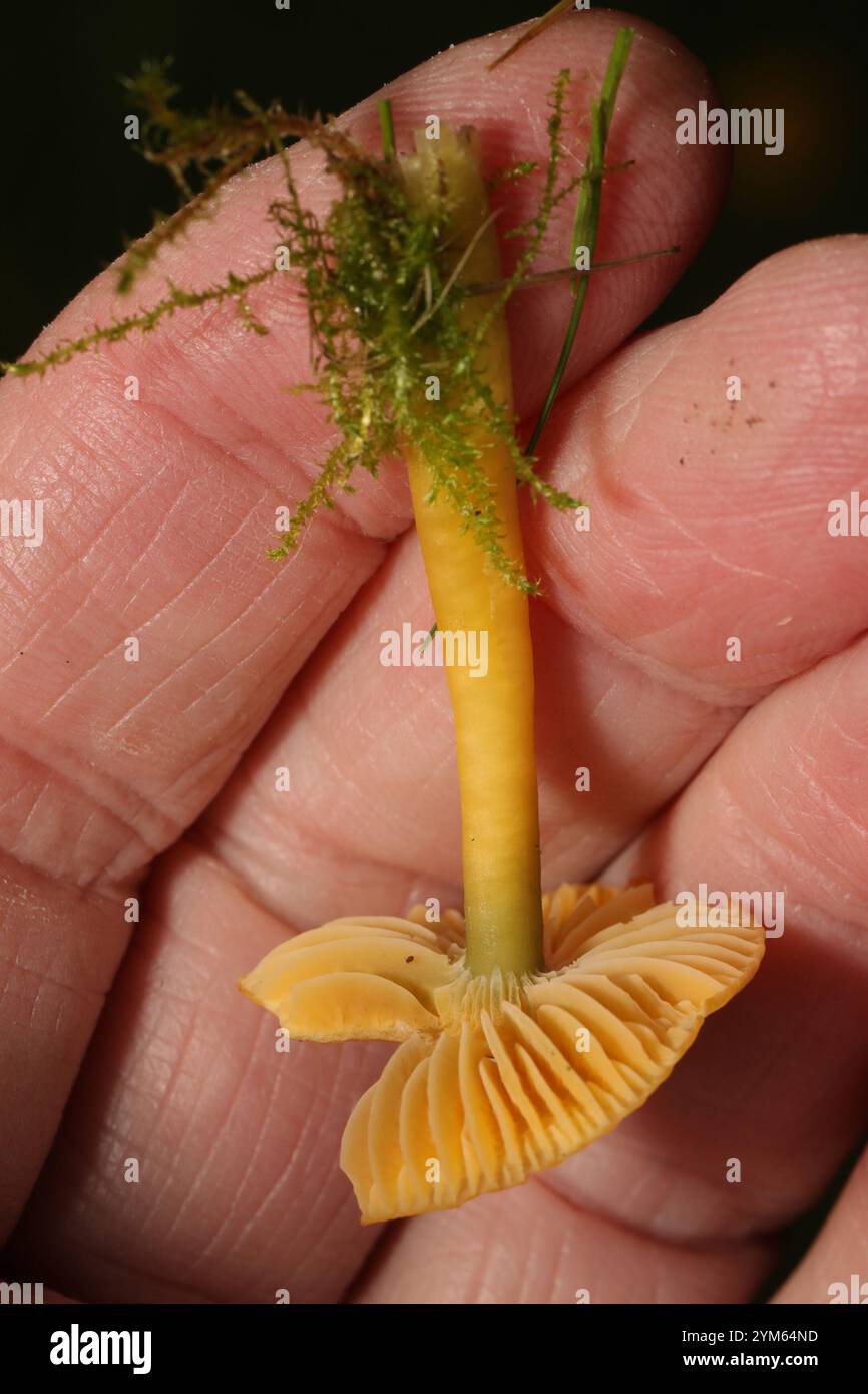 Parrot Mushroom (Gliophorus psittacinus Stock Photo - Alamy