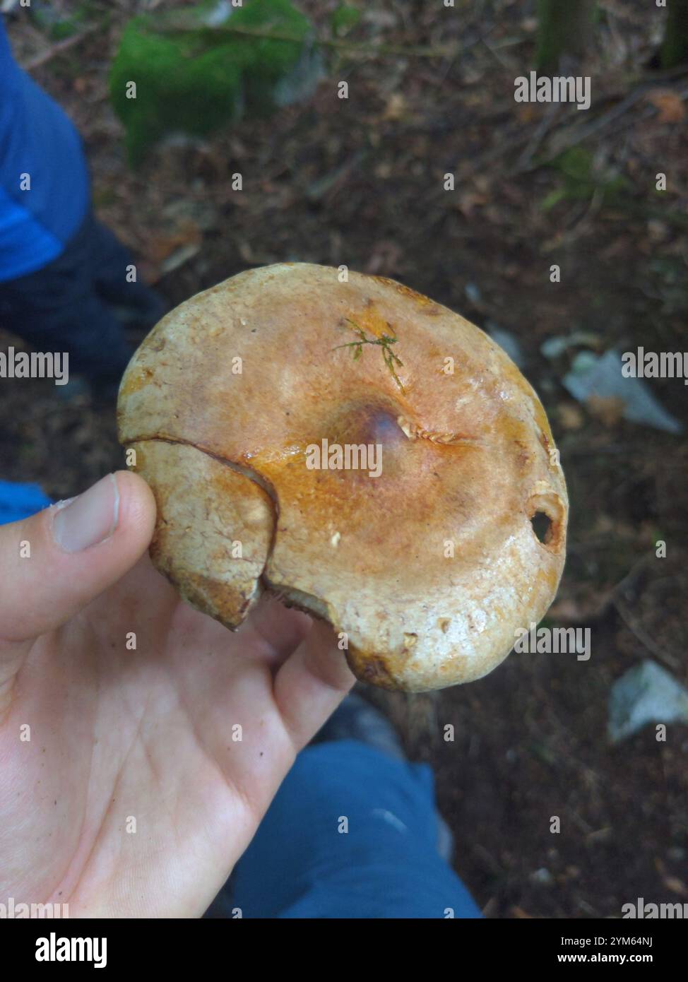 Red-bleeding Milk Cap (Lactarius rubrilacteus Stock Photo - Alamy