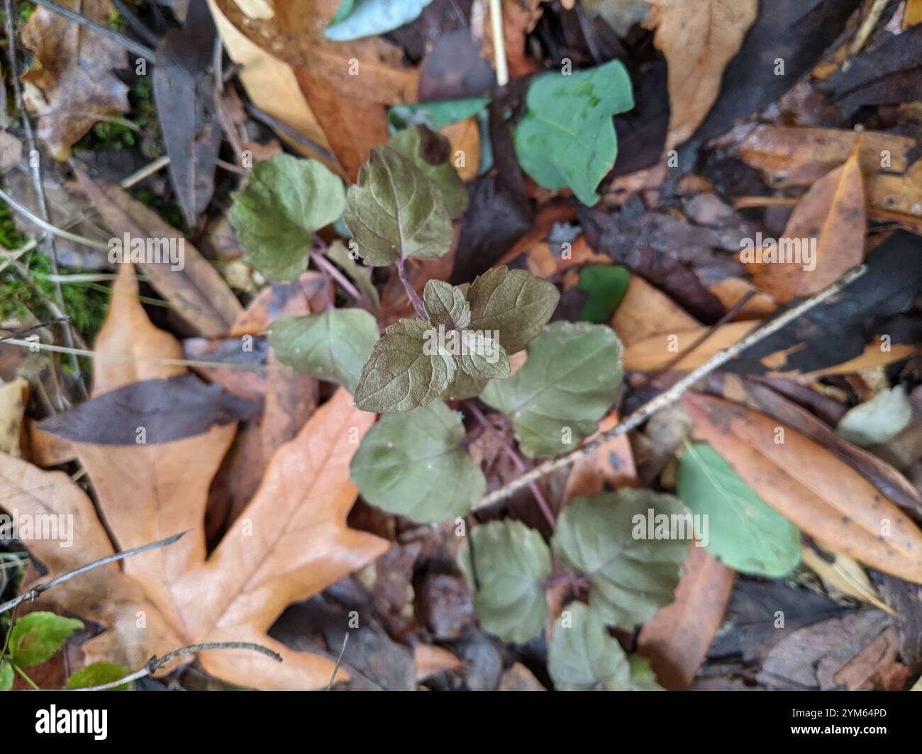 yerba buena (Clinopodium douglasii Stock Photo - Alamy