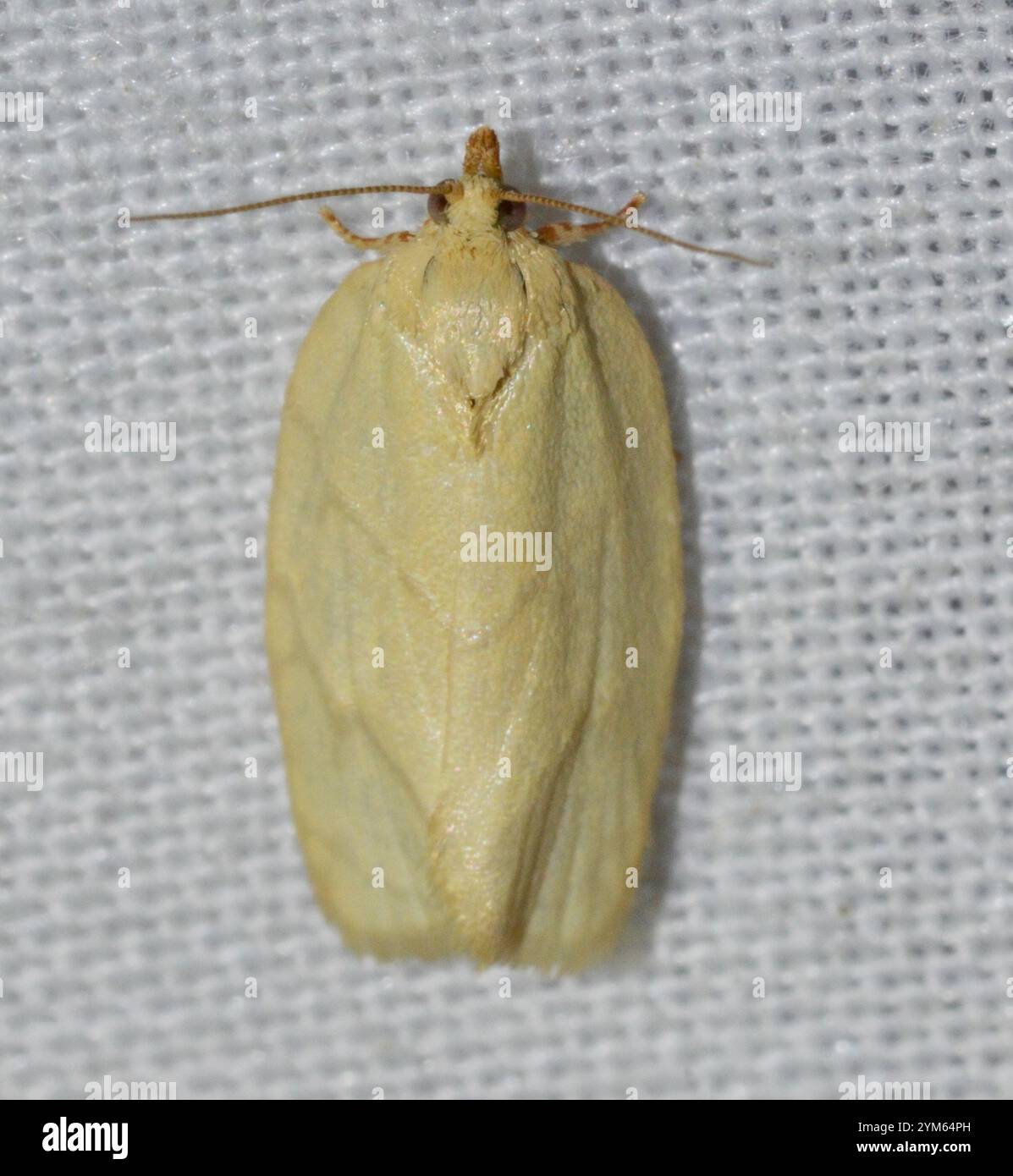 Yellow-winged Oak Leafroller Moth (Argyrotaenia quercifoliana Stock ...