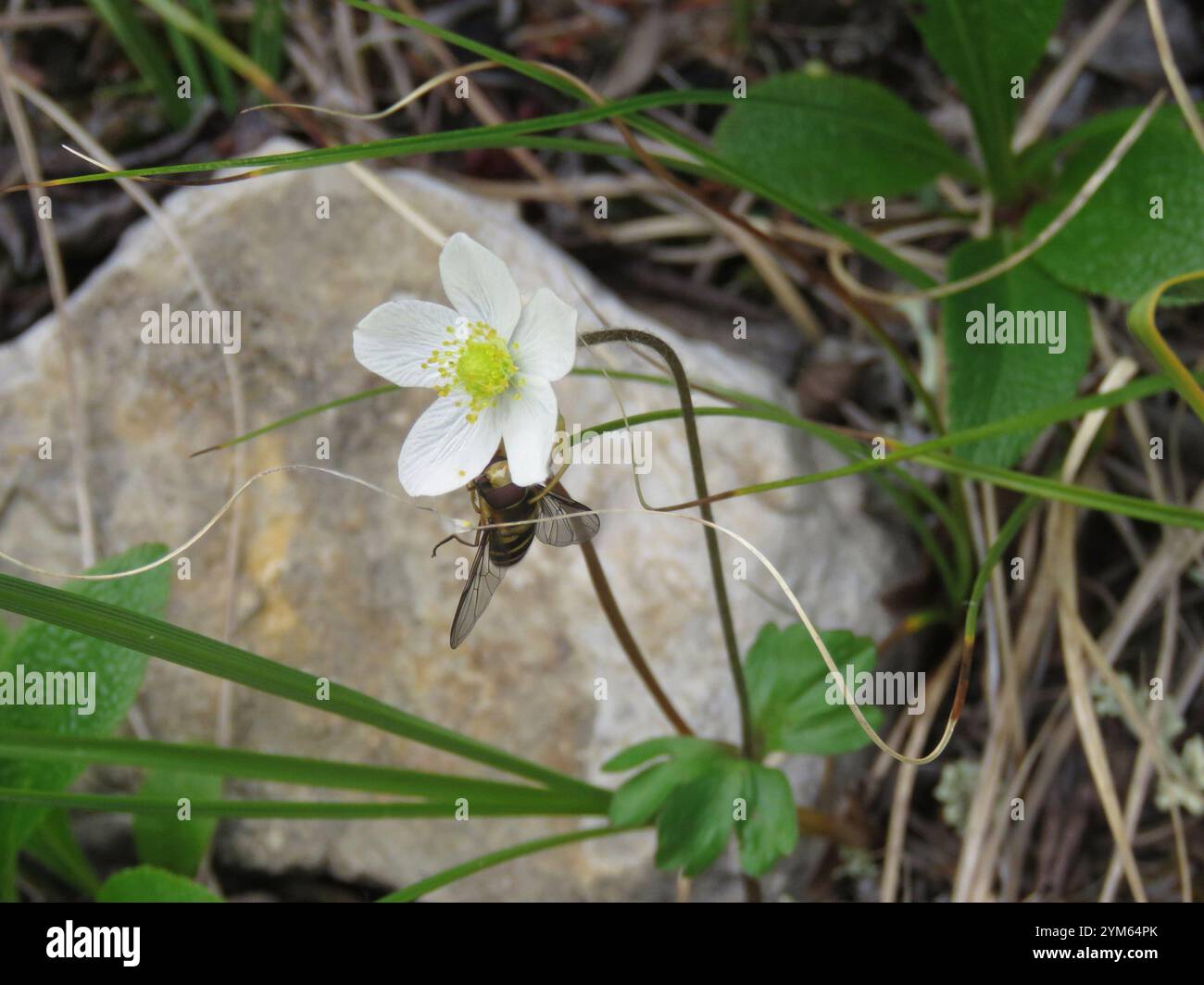 Anemone parviflora hi-res stock photography and images - Alamy